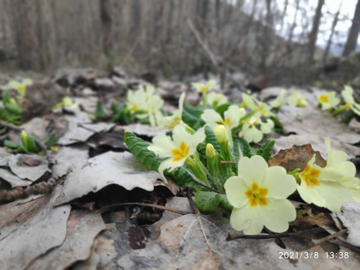 Se acerca la primavera – Guara.Bio