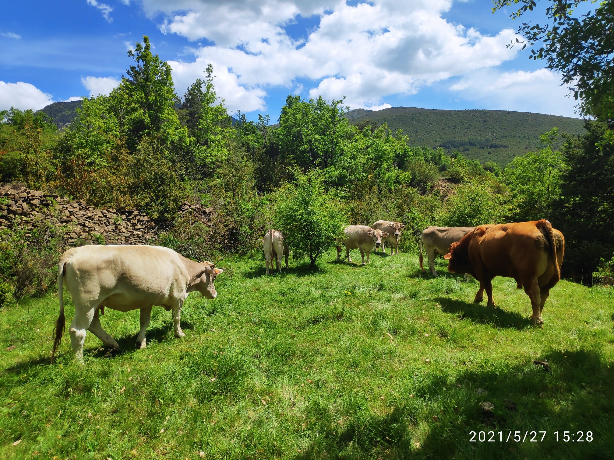 Es primavera – Guara.Bio