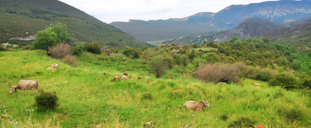 En junio volvieron las vacas a Lusera – Guara.Bio
